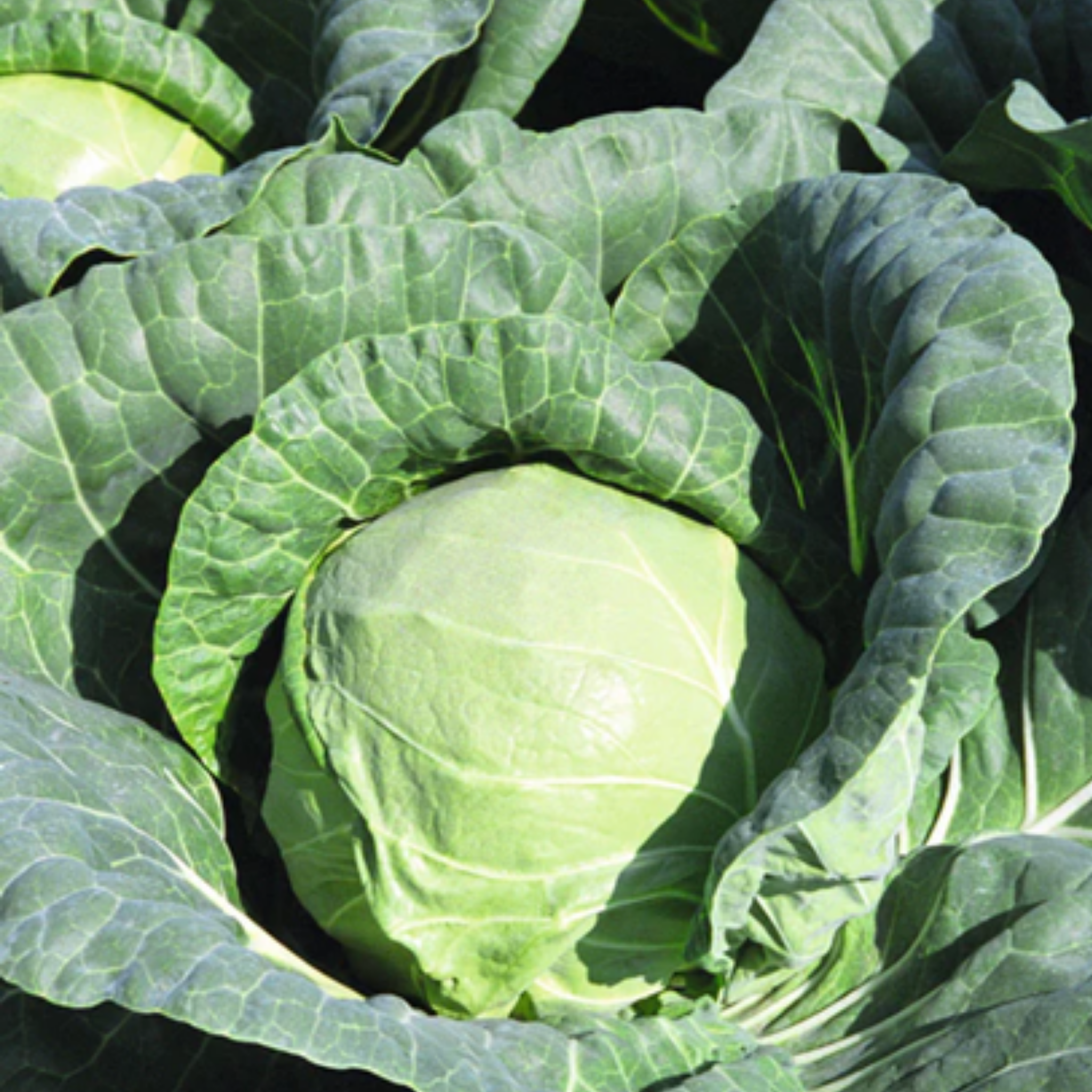 West Coast Seeds - Tiara Cabbage | Organic, Mini Heads, 60 Days – Plantwell