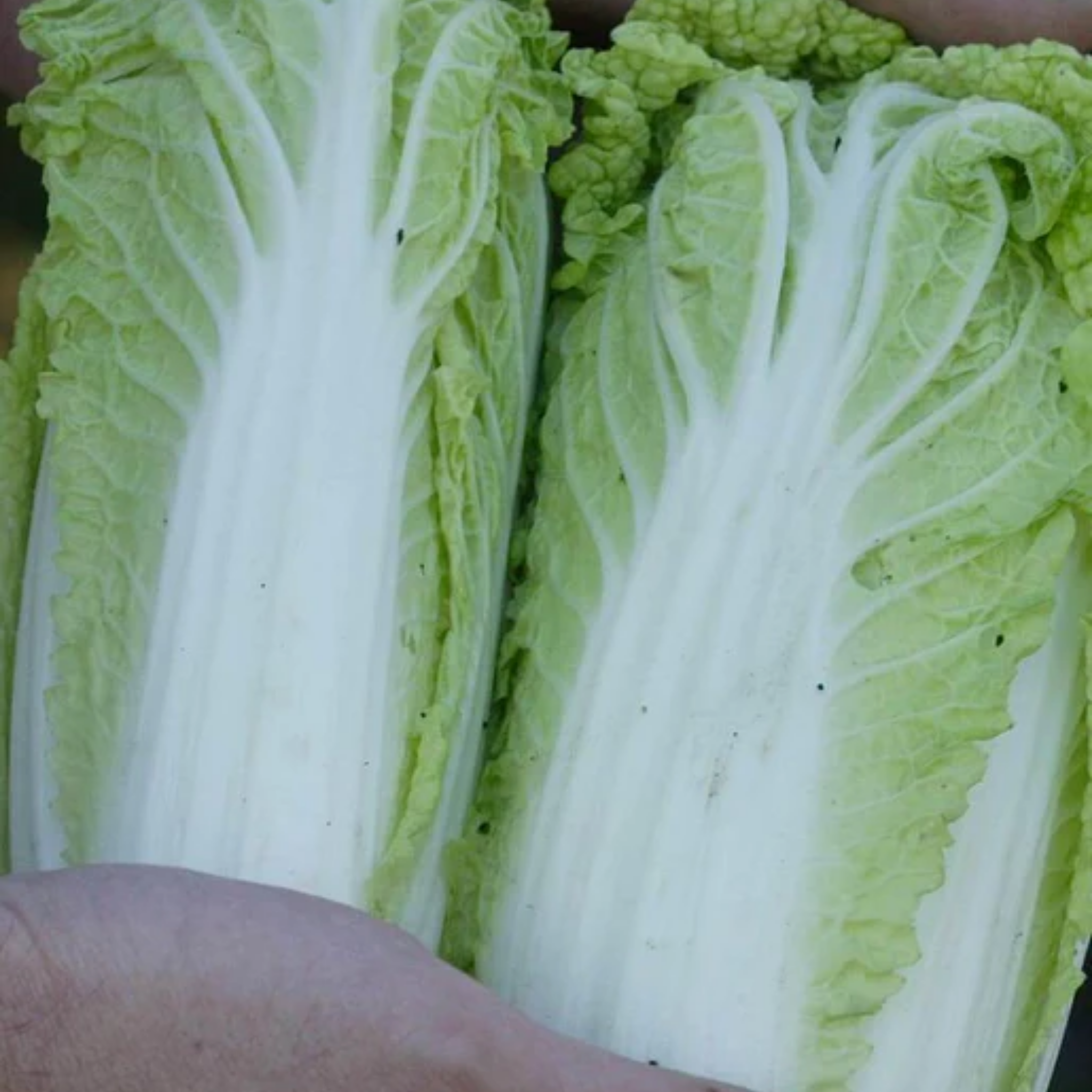 Cabbage-WaWaSaiF1-C.png?v=1739299132