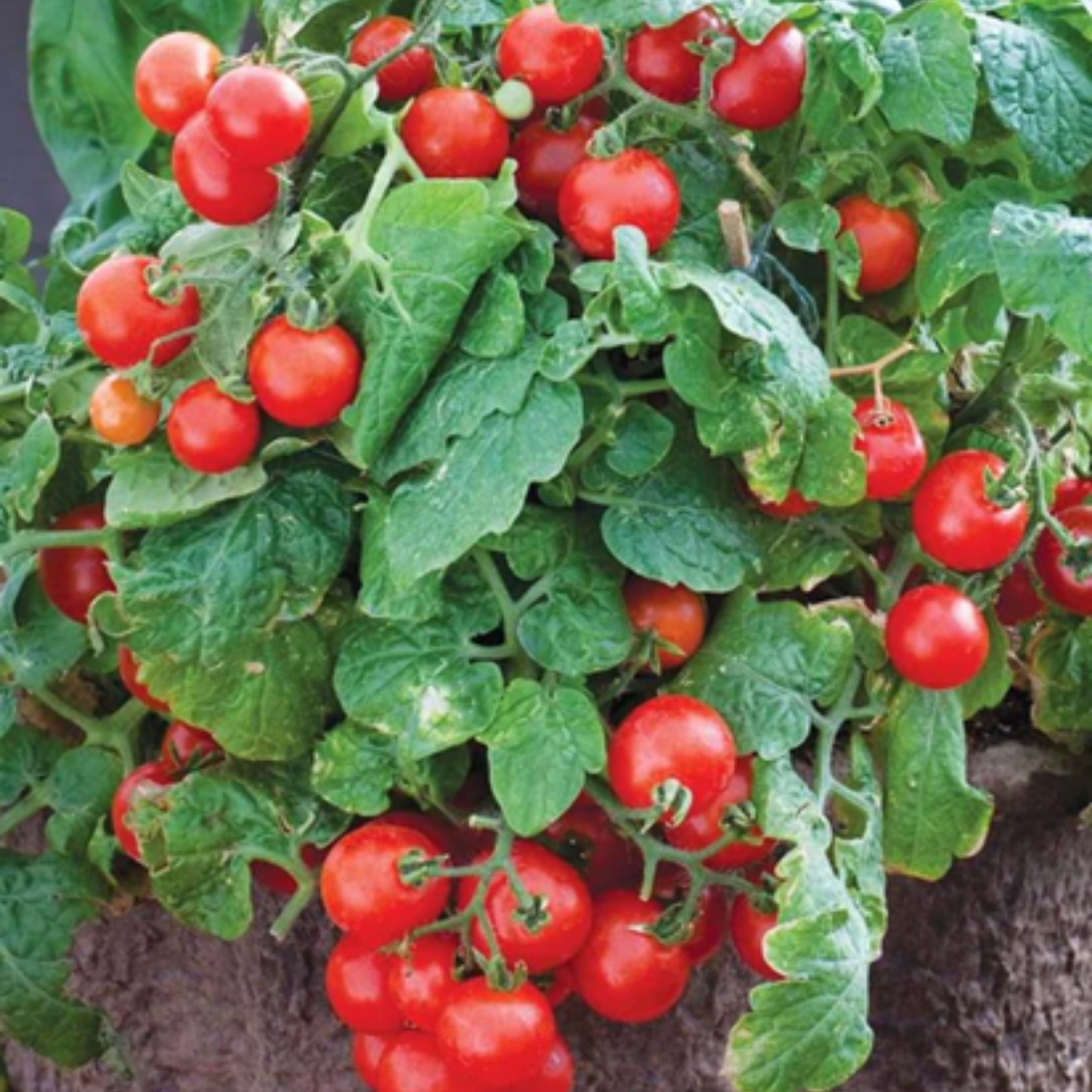 Tomatoes-RedRobin.png?v=1738865995