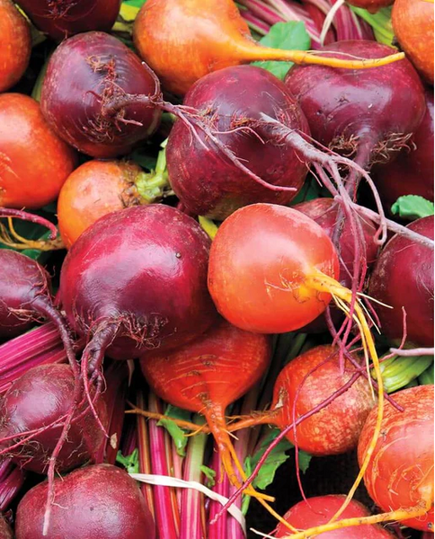 West Coast Seeds - Beets - Beet Blend (5g) – Plantwell