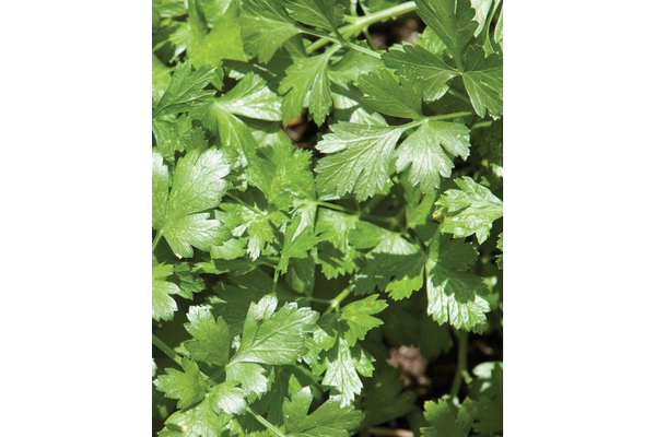 West Coast Seeds - Cilantro Santo Long Standing (1g) – Plantwell