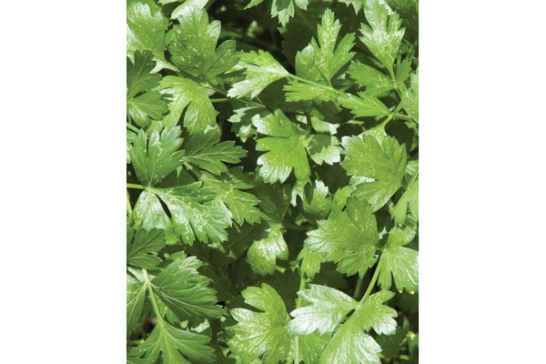 West Coast Seeds - Cilantro Santo Long Standing (1g) – Plantwell