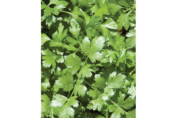 West Coast Seeds - Cilantro Santo Long Standing (1g) – Plantwell