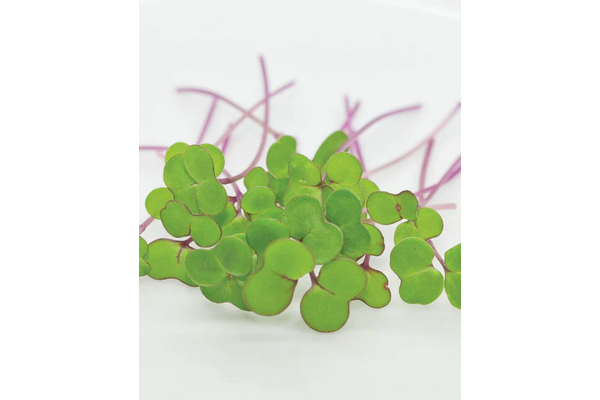 Kale Microgreens - Nutrient-Rich Superfood | West Coast Seeds – Plantwell