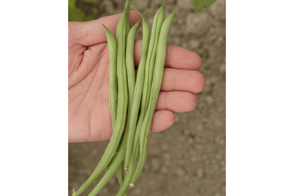 West Coast Seeds - Beans - Maxibel Filet (12.5g) – Plantwell