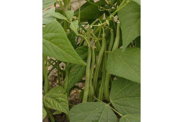 West Coast Seeds - Beans - Maxibel Filet (12.5g) – Plantwell