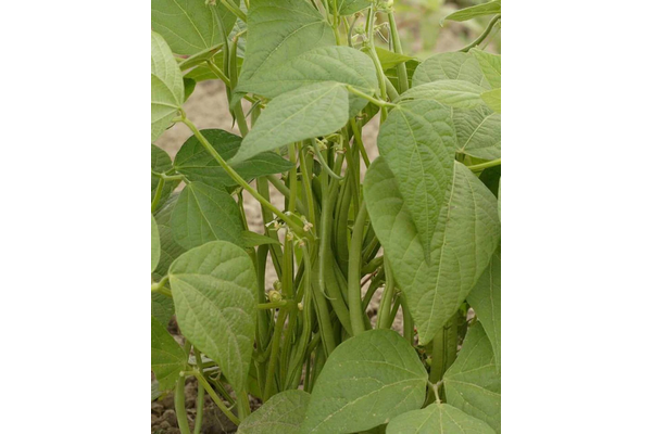 West Coast Seeds - Beans - Maxibel Filet (12.5g) – Plantwell