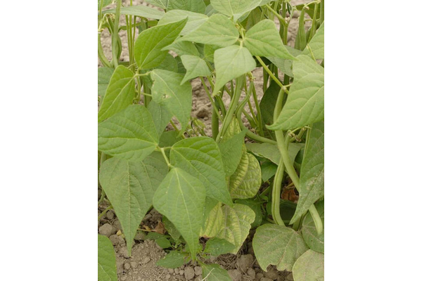 Maxibel Filet Beans - High-Yield, Stringless Bush Beans | West Coast ...