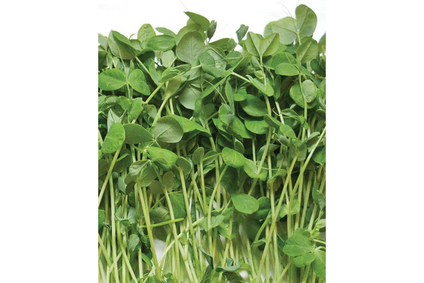 West Coast Seeds - Microgreens - Pea Shoots (200g) – Plantwell