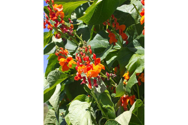 Scarlet Emperor Beans - Vibrant Runner Beans for Trellises | West Coast ...