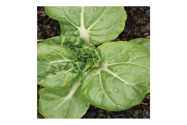West Coast Seeds - Pac Choi Toy Choy (0.25g) – Plantwell